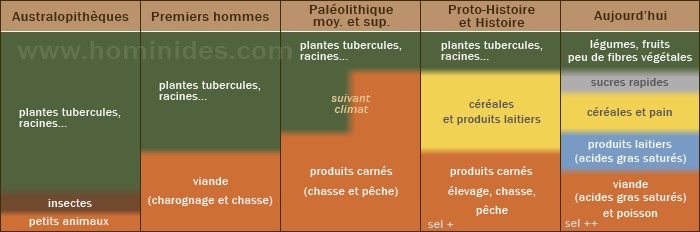 Evolution corps homme en fonction de l alimentation et du mode de vie ...