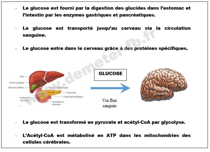 Métabolisme : Glucose vs Cétones - www.DEMETER-FB.FR - Fabrice BILLAUT